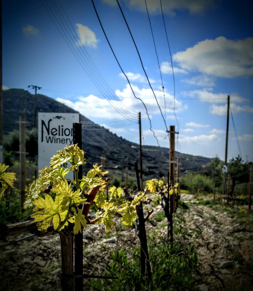 Nelion winery – wine.com.cy